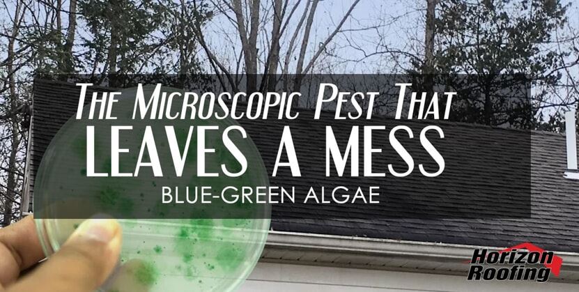 Blue-Green Algae – The Microscopic Pest That Leaves A Mess | Horizon Roofs